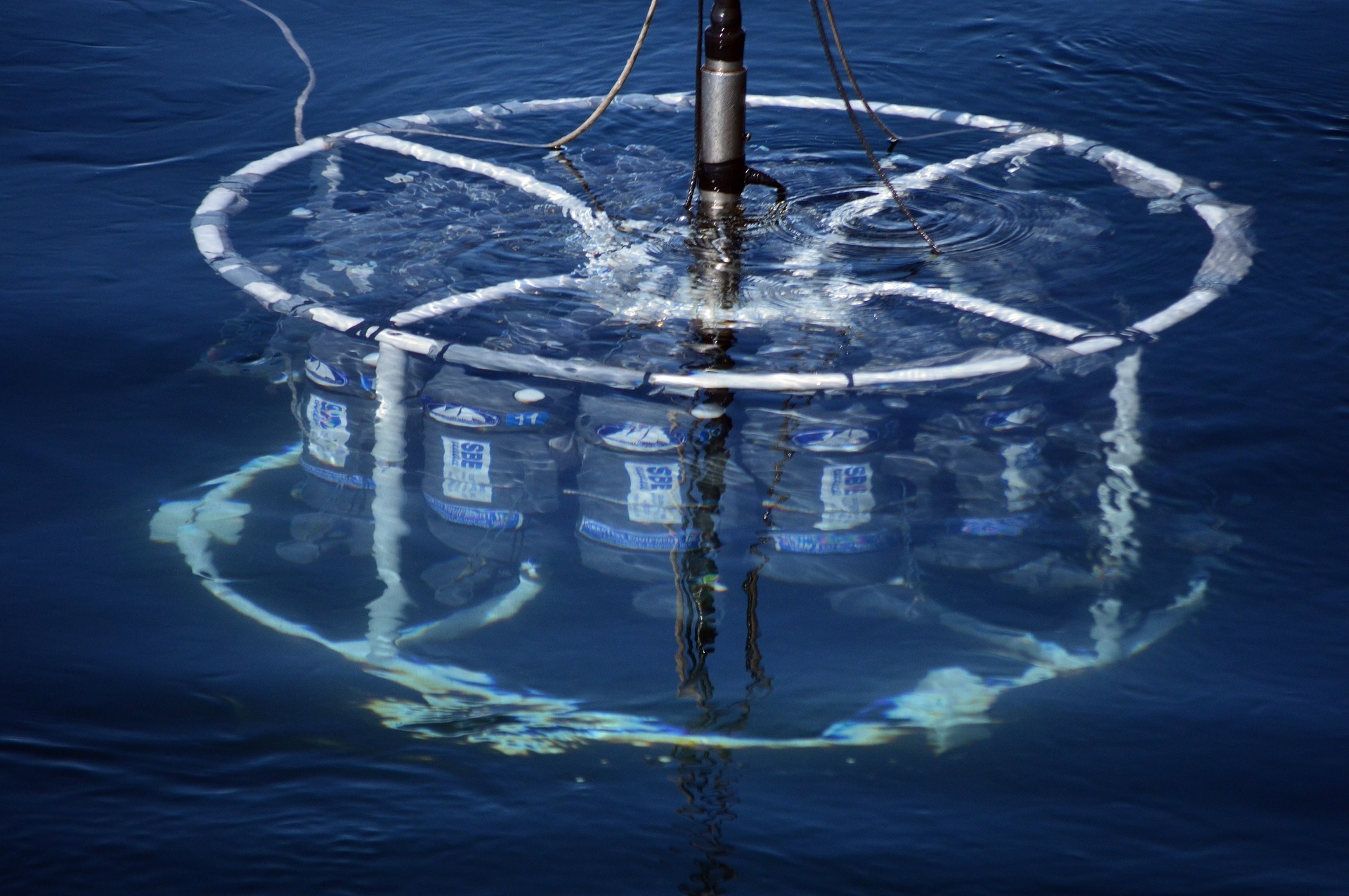 3 ramas de la oceanografía para descubrir el mundo marino